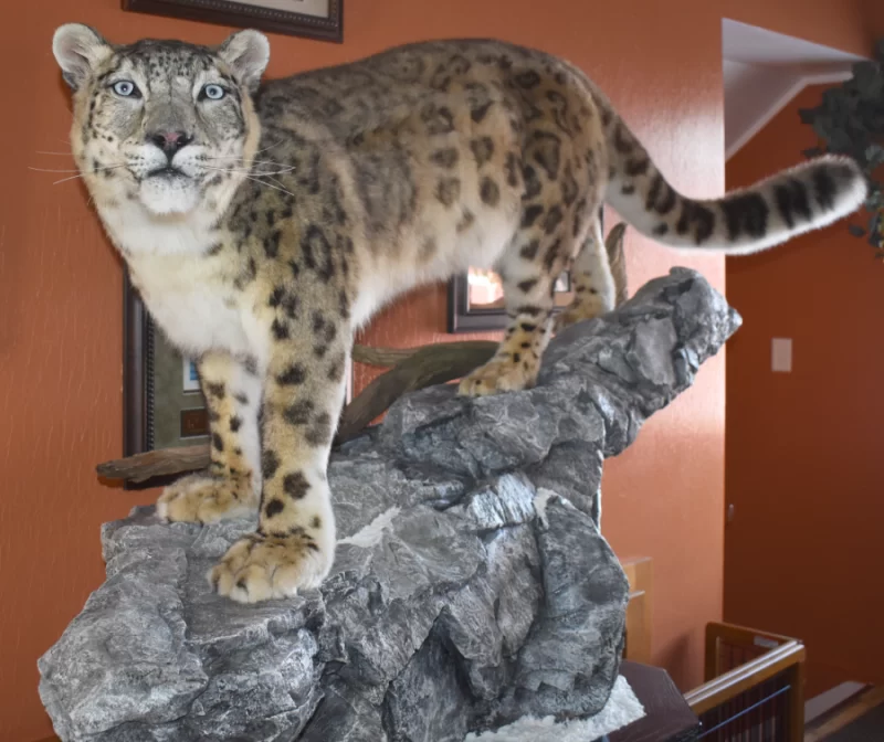 Local Taxidermists Practice Art, Science And Making Mementos ...